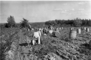 R] 1950s GROWING POTATOES